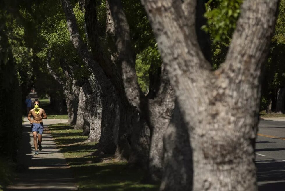 Our Urban Forest: Planning for Trees Workshop, February 10 | South LA ...