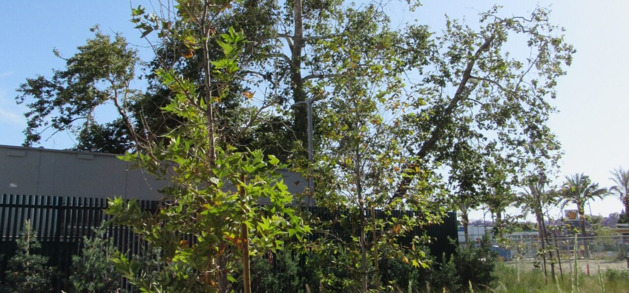 Our Work | South LA Tree Coalition